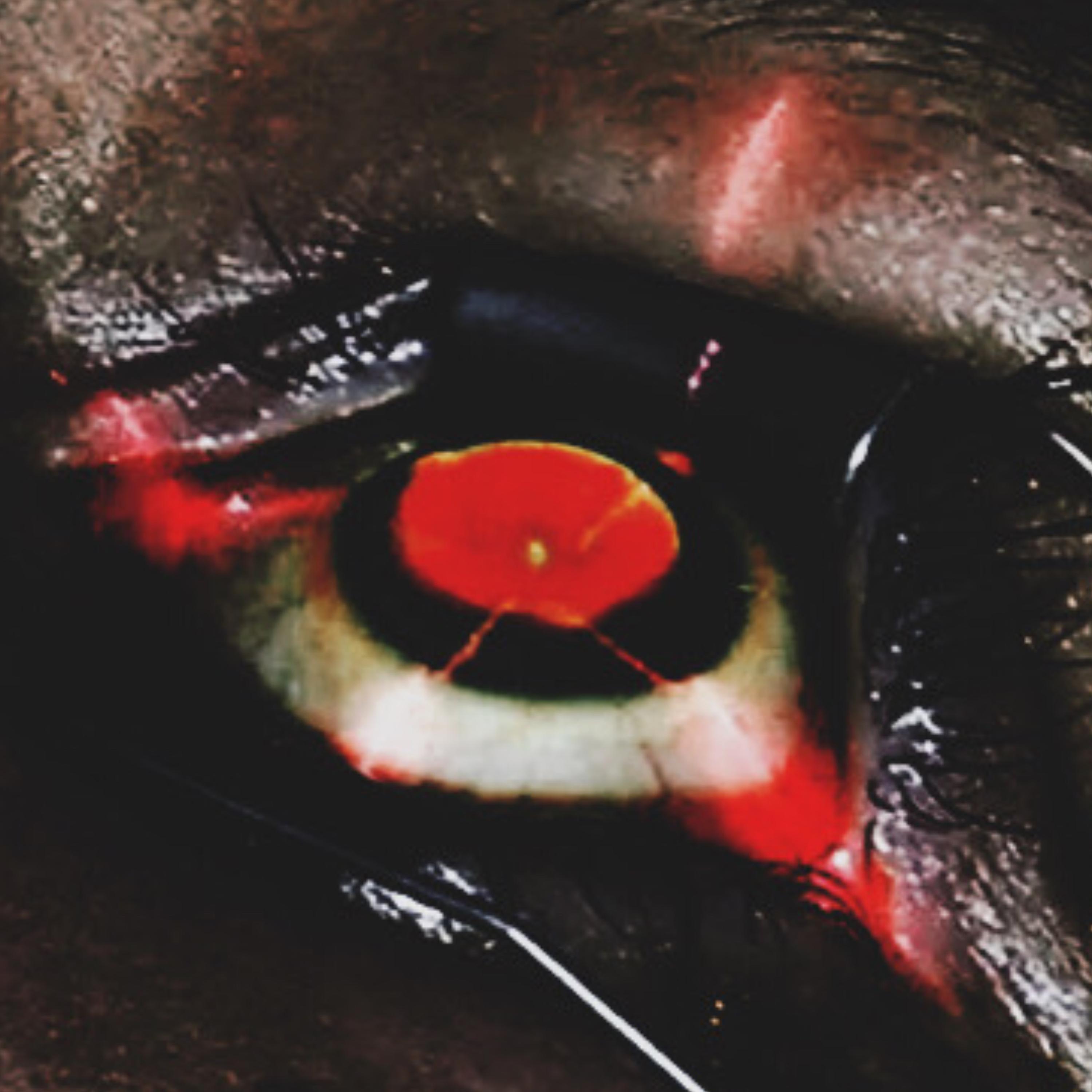 D0NT WAK3 - Sip Capri