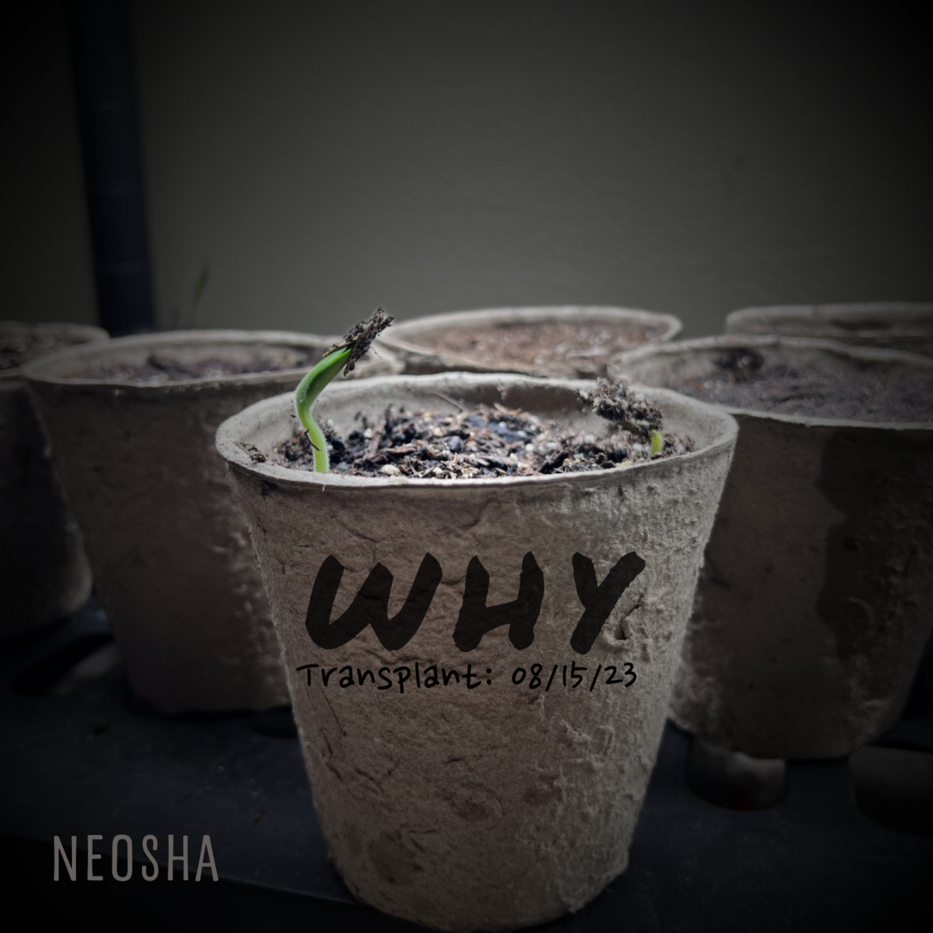 Why - Neosha